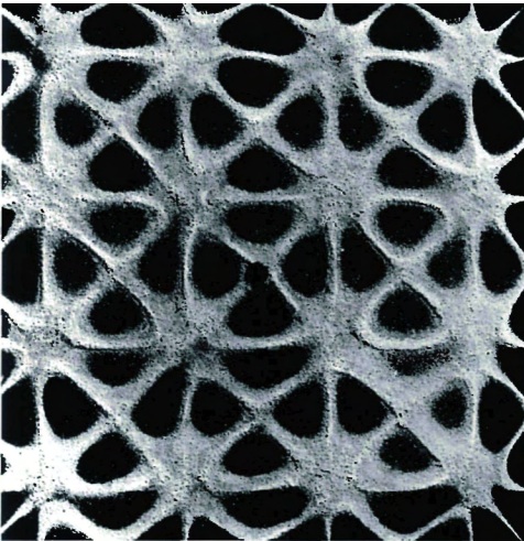 Hans Jenny and The Sound Matrix – Shockwave-Sound Blog and Articles